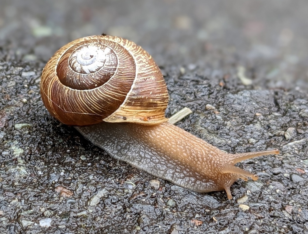 Oregon forestsnail in April 2023 by Camille Stephens. On Olympic ...