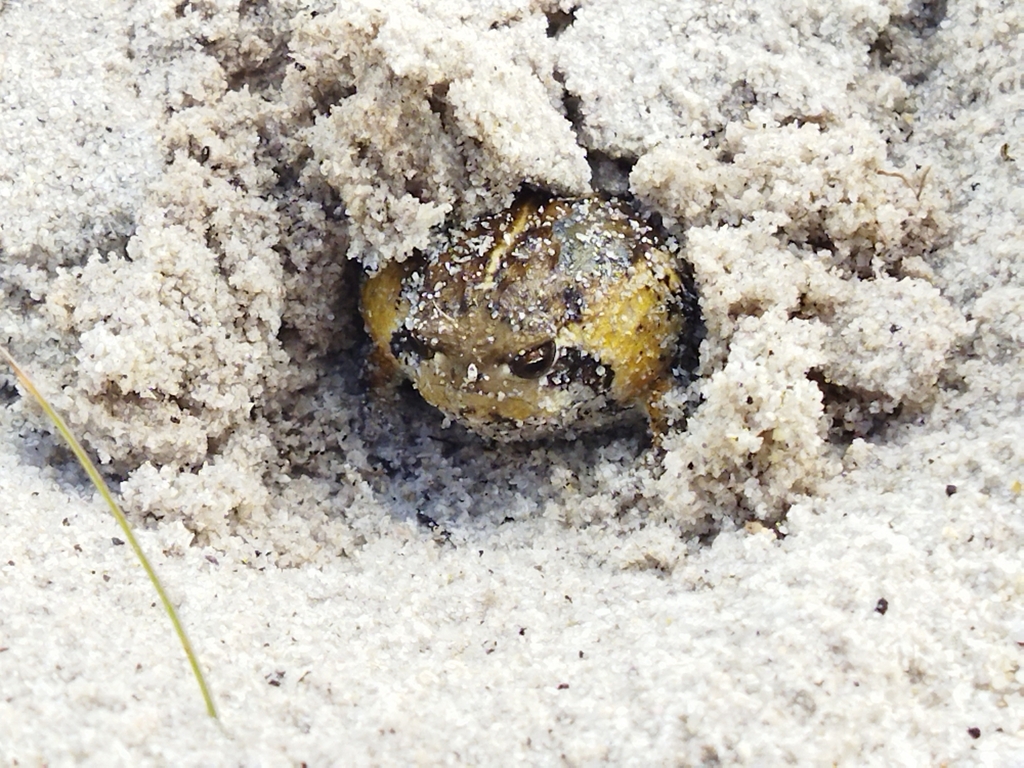 Sand Rain Frog from City of Cape Town, ZA-WC, ZA on April 28, 2023 at ...