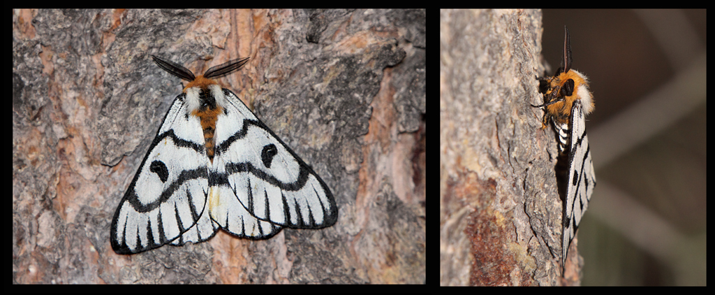 Sagebrush Sheep Moth (Wildlife of Crawford State Park) · iNaturalist