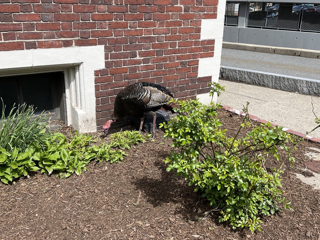 Wild Turkey from Harvard University, Cambridge, MA, US on April 28 ...