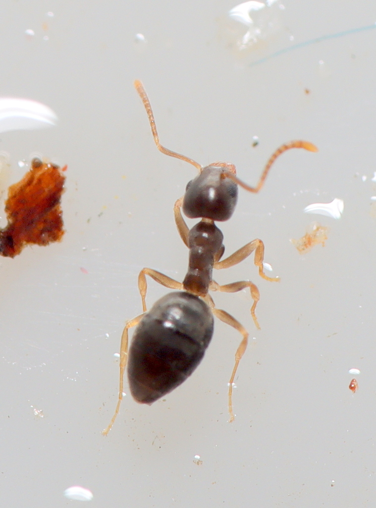 Pallid-footed Ant from Riebeeck West, South Africa on April 28, 2023 at ...