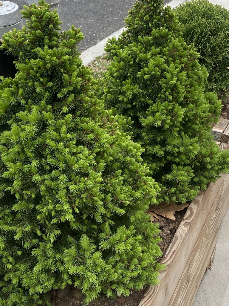 Norway spruce from Staten Island, New York, NY, US on April 28, 2023 at ...