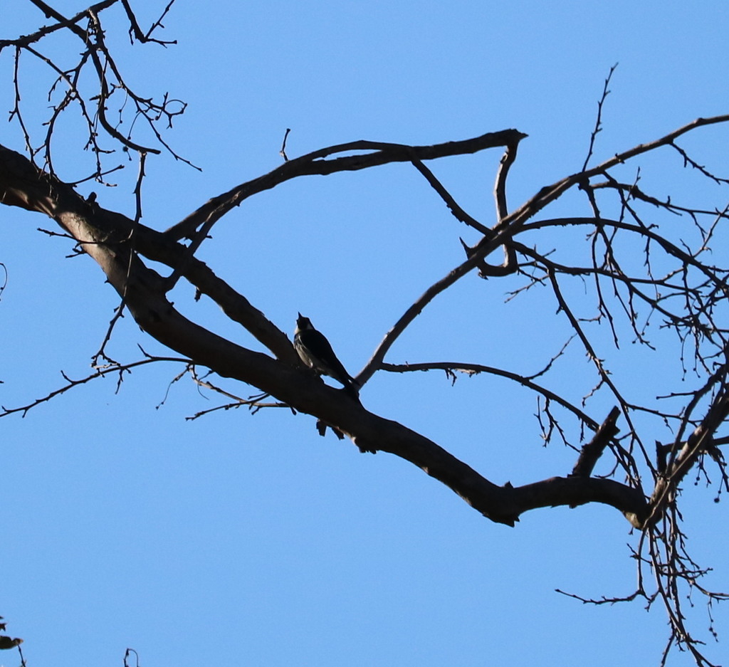 Acorn Woodpecker from Pasadena, CA 91105, USA on September 30, 2018 by ...