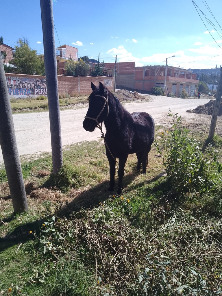 Equines from Achocalla, camino a Huancarani N40, Bolivia on April 28 ...