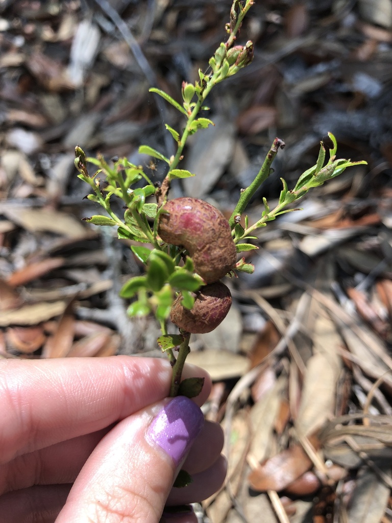 Blueberry Stem Gall Wasp from Phundstein Rd, Babson Park, FL, US on ...