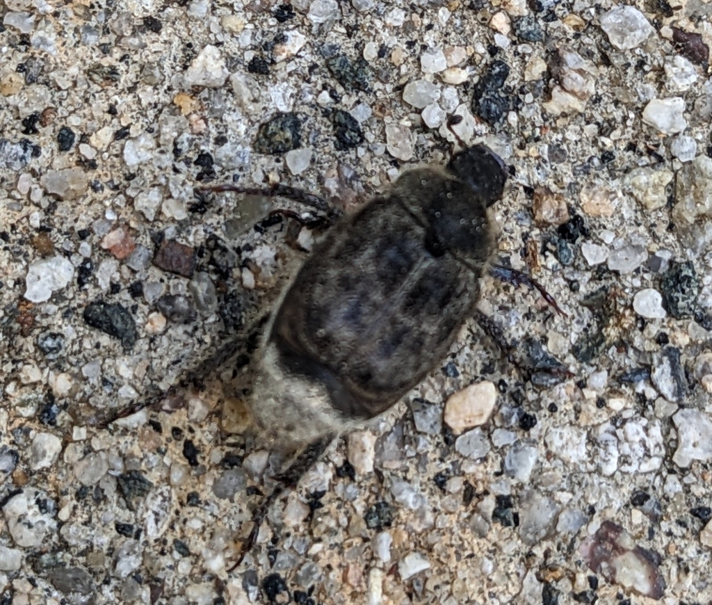 June Beetles from Mira Mesa, San Diego, CA, USA on April 28, 2023 at 11 ...