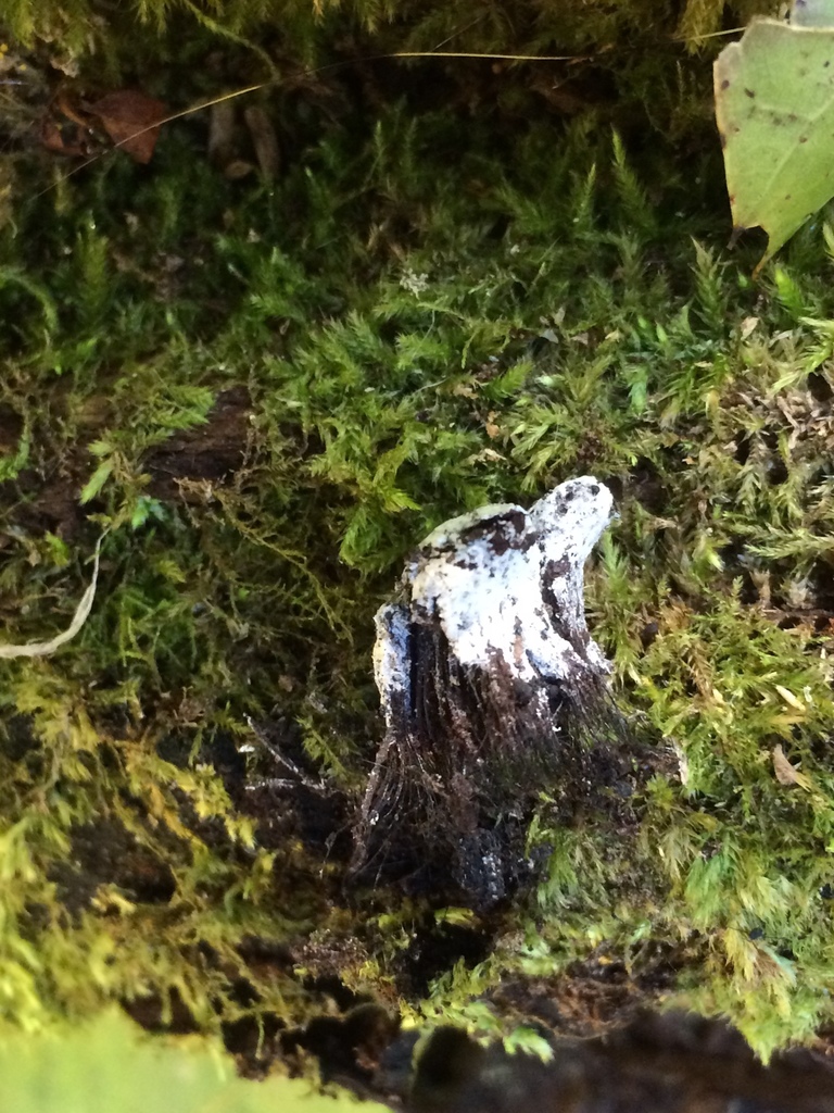 Nectriopsis rexiana from 17345 E State Road 46, Hope, IN, US on October ...