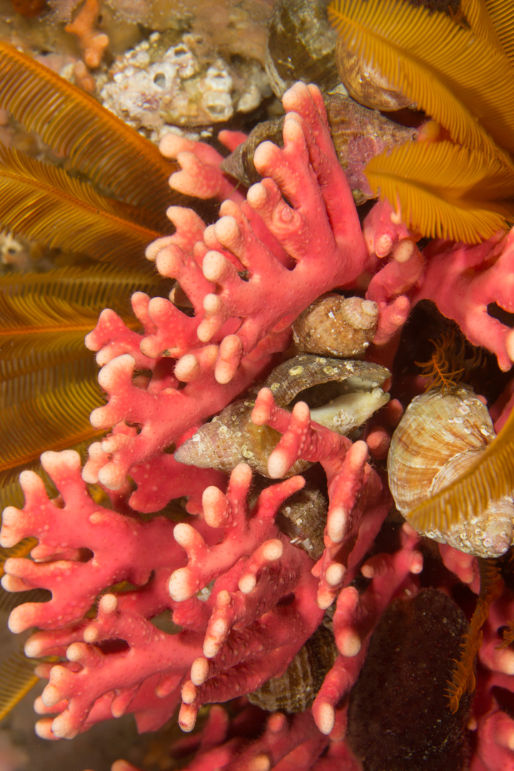 Stylaster nobilis (Saville Kent, 1871)