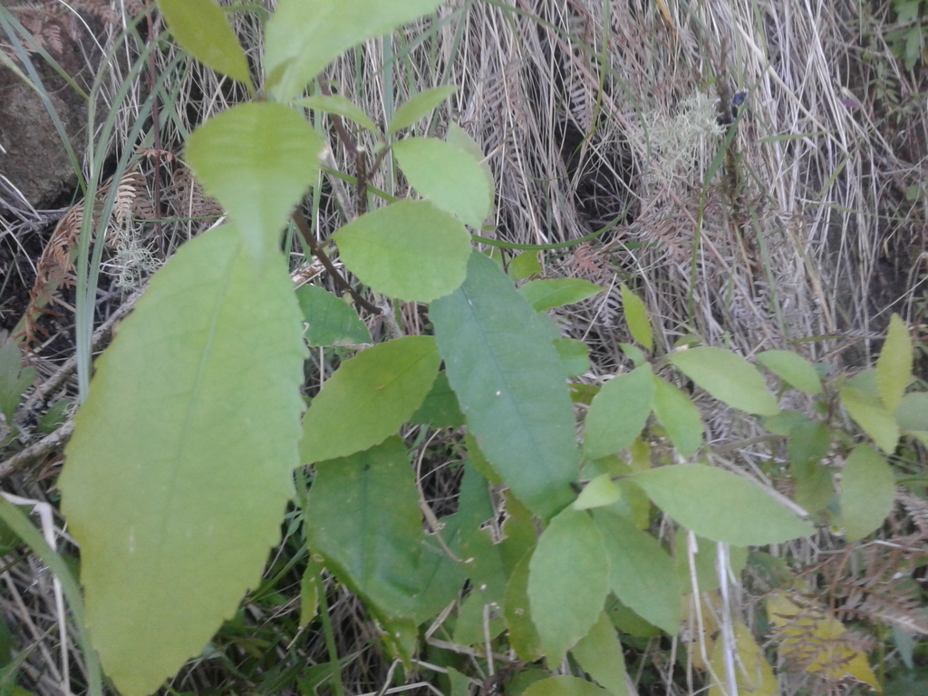 Mahoe from Ruakituri 4195, New Zealand on October 21, 2018 at 10:50 AM ...