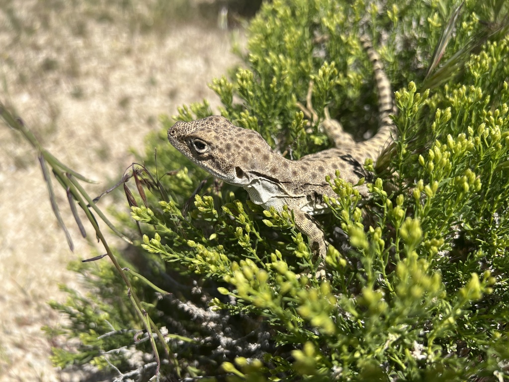 Long-nosed Leopard Lizard from Mojave, CA, US on April 25, 2023 at 11: ...