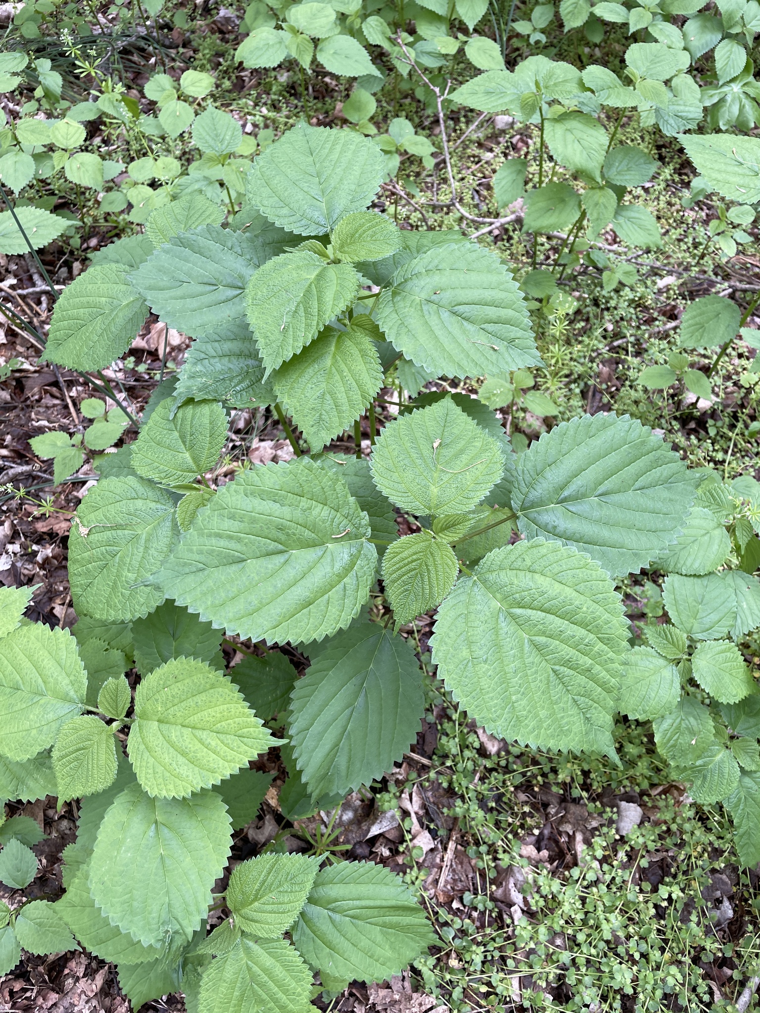 Laportea canadensis (L.) Wedd.