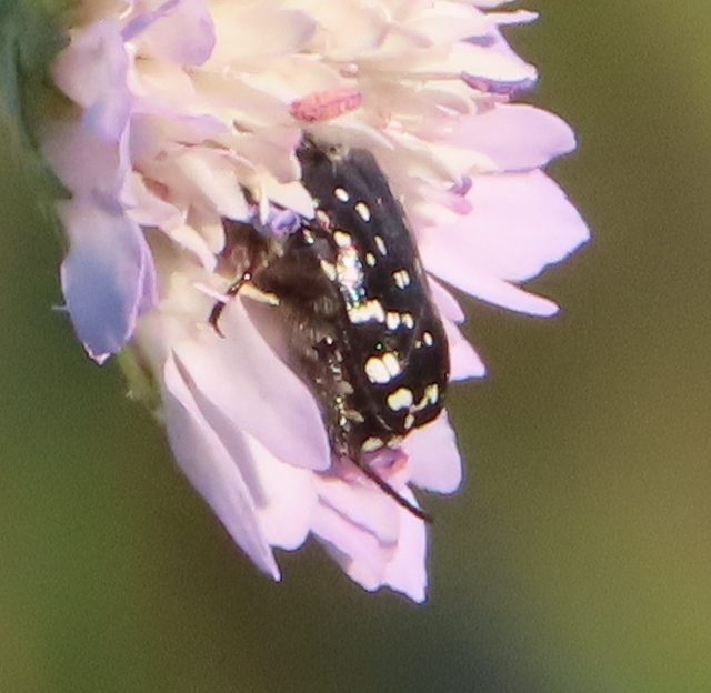 Middle Eastern Flower Scarab from Western Greece, Greece on April 28 ...