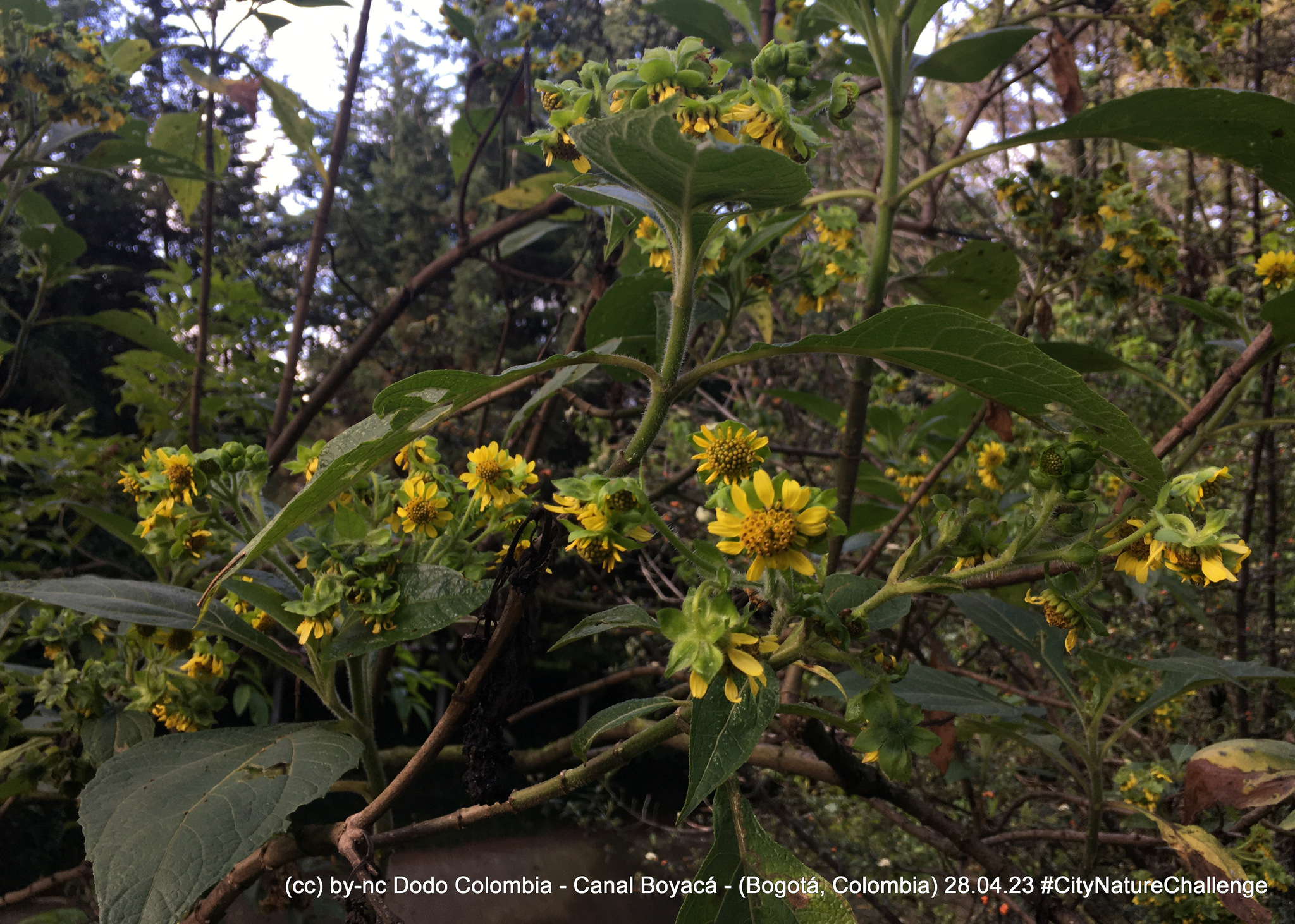 Smallanthus pyramidalis (Triana) H.Rob.