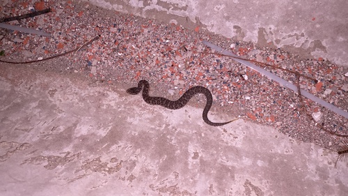 Short-tailed Mamushi (Gloydius brevicauda) - Snakes and Lizards