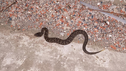 Short-tailed Mamushi (Gloydius brevicauda) - Snakes and Lizards
