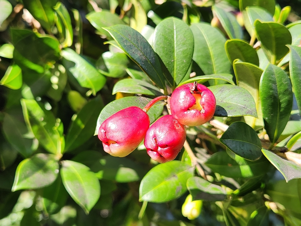 Waterberries from Alphen Drive on April 28, 2023 at 04:04 PM by liezelg ...