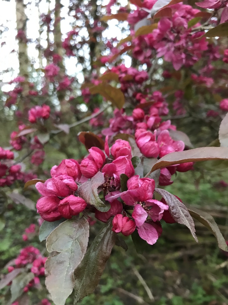 Purple Crab from Prestwich Forest Park, Manchester, England, GB on ...