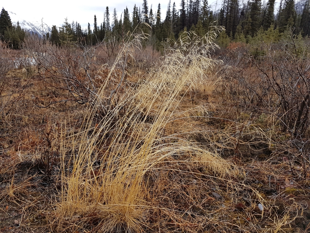 tufted hair grass (Deschampsia cespitosa) - Botanical Realm
