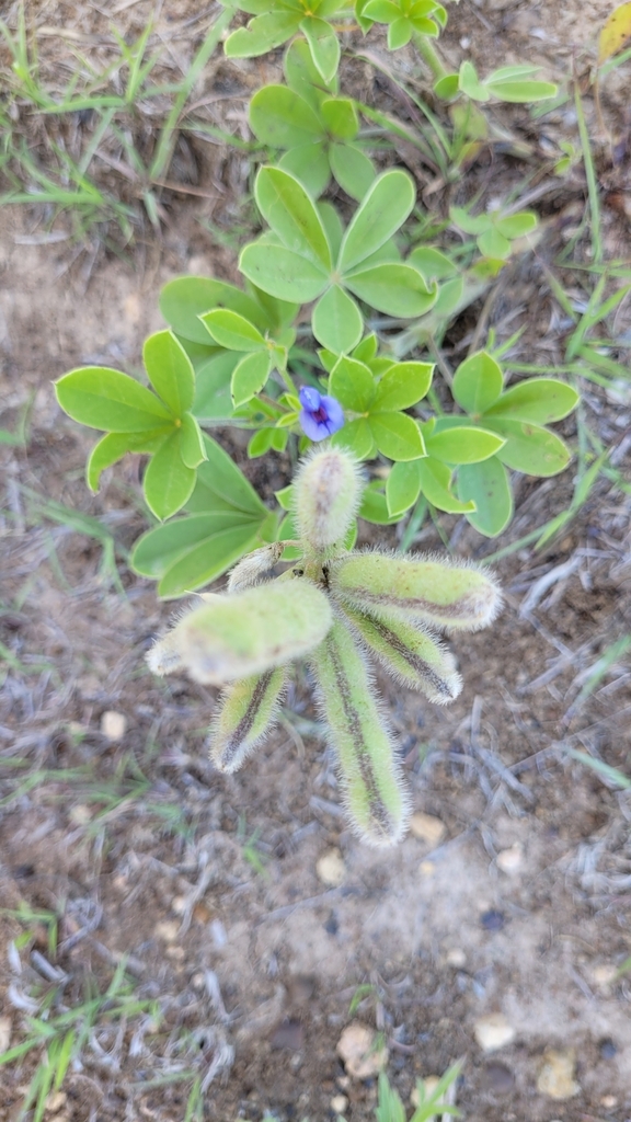 Texas bluebonnet from Roman Forest, TX 77357, USA on April 28, 2023 at ...