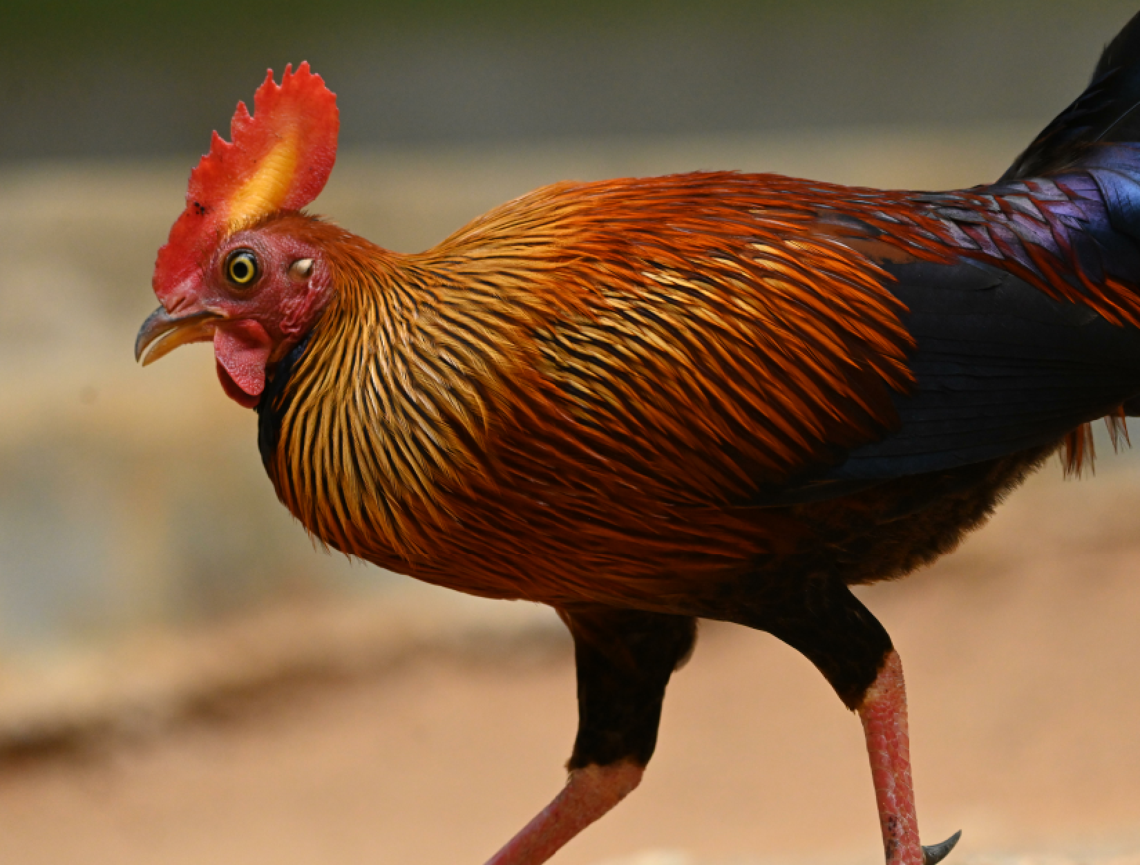 Gallus lafayetii Lesson, 1831