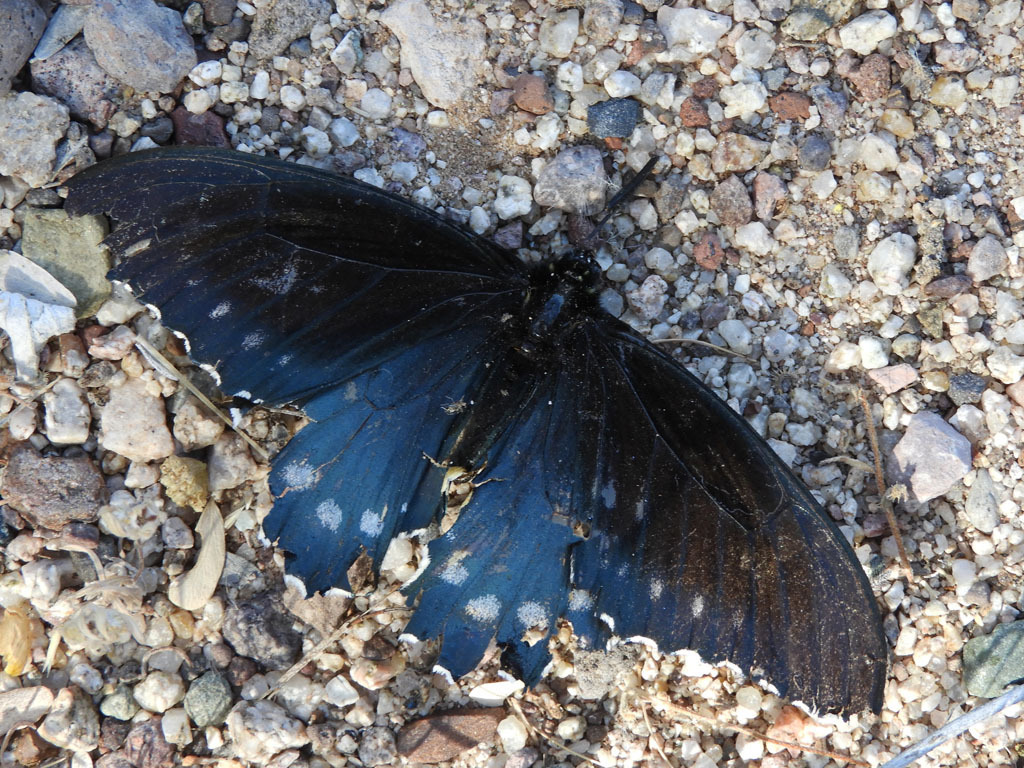 Pipevine Swallowtail from Organ Pipe Cactus National Monument, Arizona ...