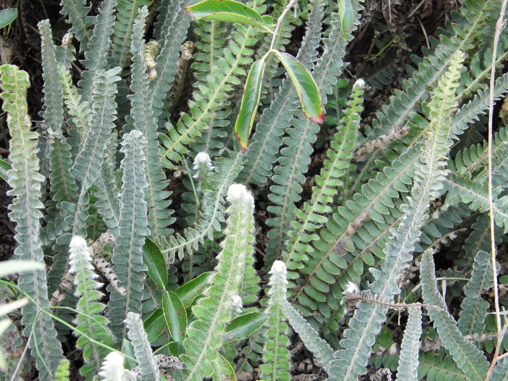 Pleopeltis lepidopteris from Pelotas on April 21, 2023 by Daniel Dias ...