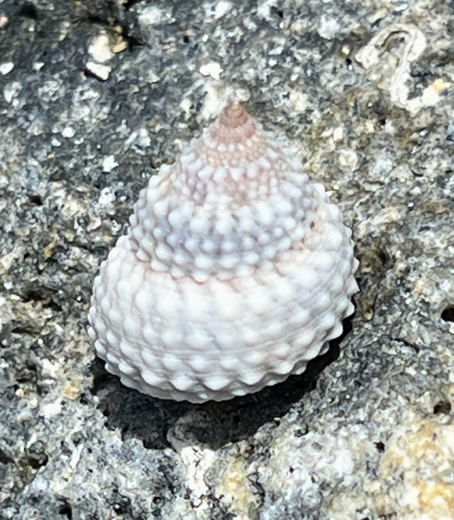 Beaded Periwinkle from Kuna Yala, Kuna Yala, Panama on March 29, 2023 ...