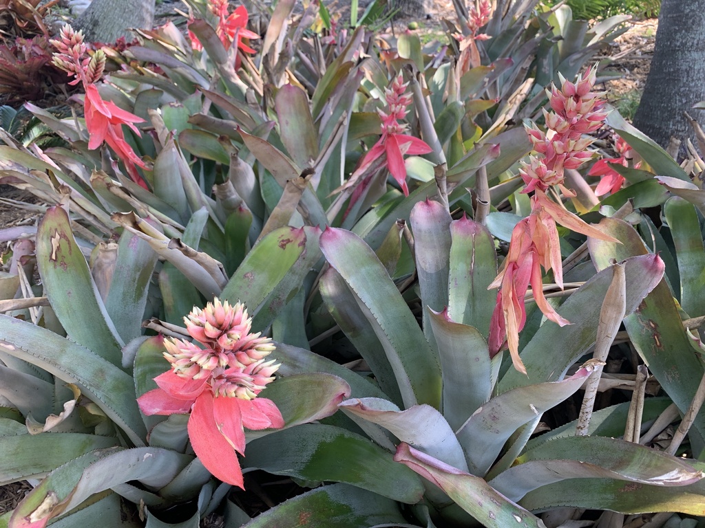 Aechmea in April 2023 by lbent1 · iNaturalist