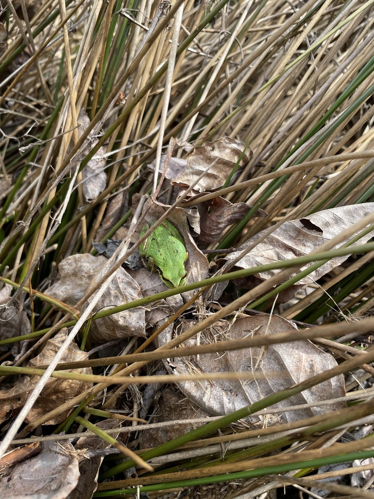 Northern Pacific Tree Frog from Unnamed Road, Seattle, WA 98115, USA on ...