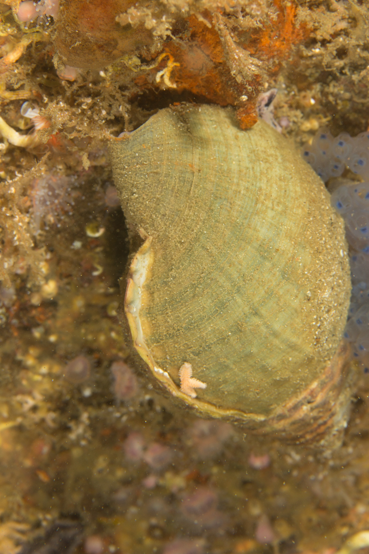 Allostichaster capensis (Perrier, 1875)