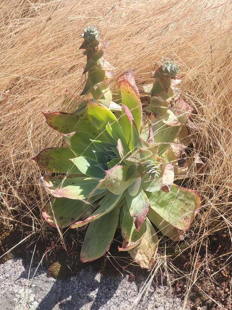 Chalk Dudleya from Harbison Canyon, CA, USA on April 28, 2023 at 12:45 ...