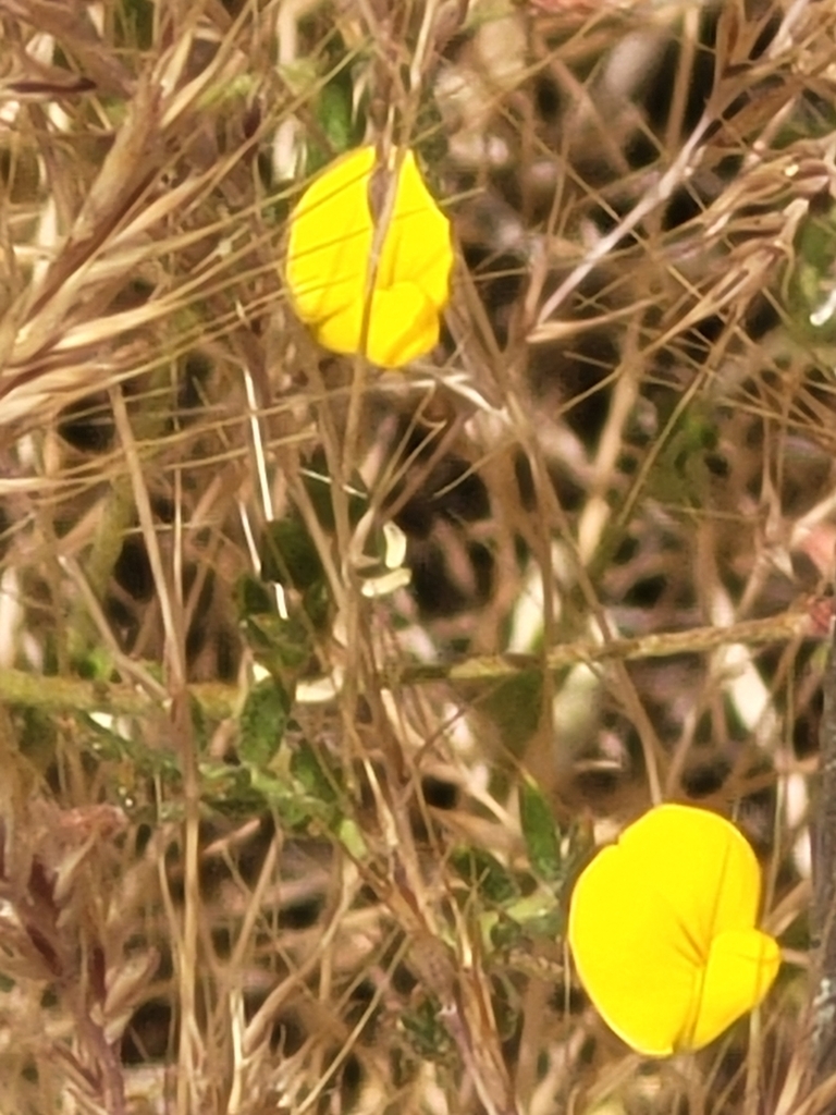 Loteae from Harbison Canyon, CA, USA on April 28, 2023 at 12:47 PM by ...