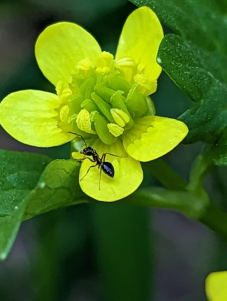 American Winter Ant from Fairfax, CA 94930, USA on April 28, 2023 at 10 ...
