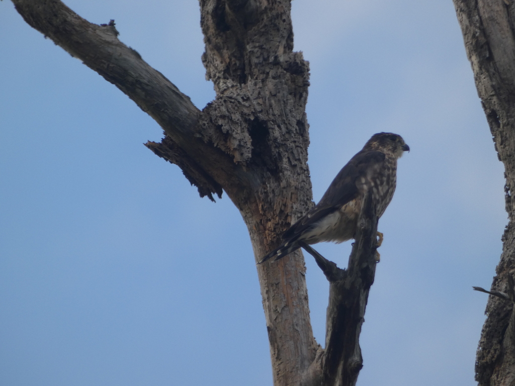 Merlin from Rockledge, FL, USA on October 03, 2022 at 06:01 PM by ...