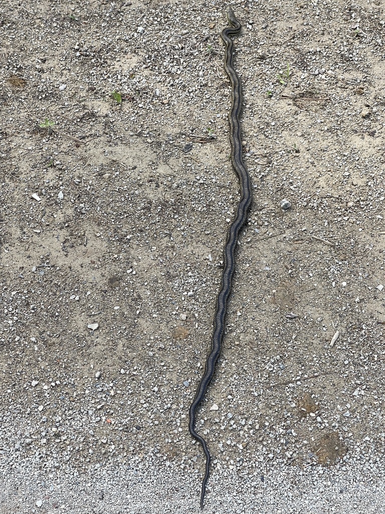 Eastern Ratsnake from Hodges Rd, Conway, SC, US on April 28, 2023 at 03 ...