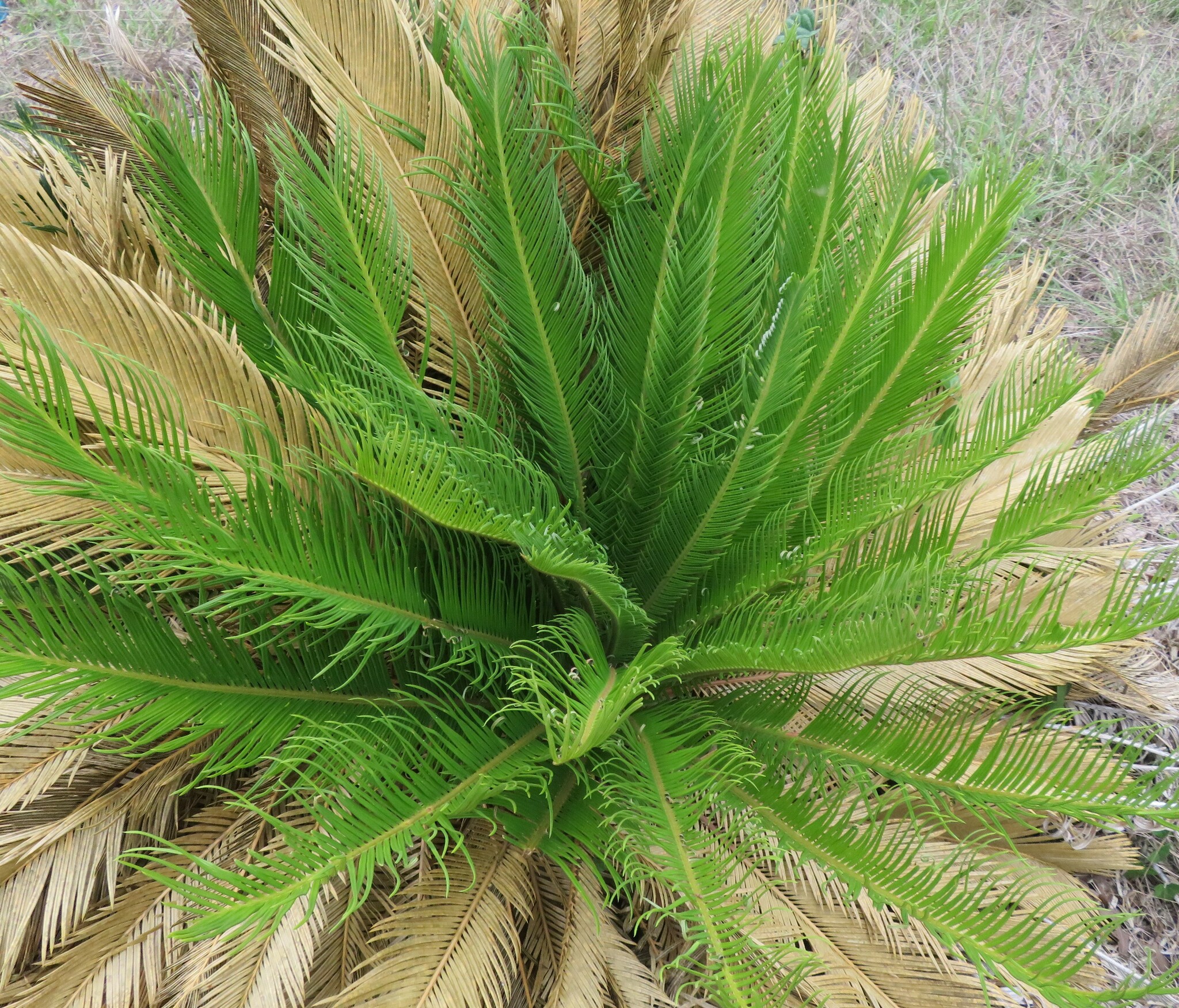 Cycas revoluta Thunb.