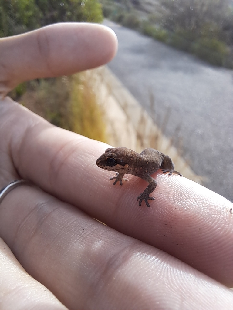 Cradock Thick-toed Gecko from Tygerberg Nature Reserve on April 28 ...