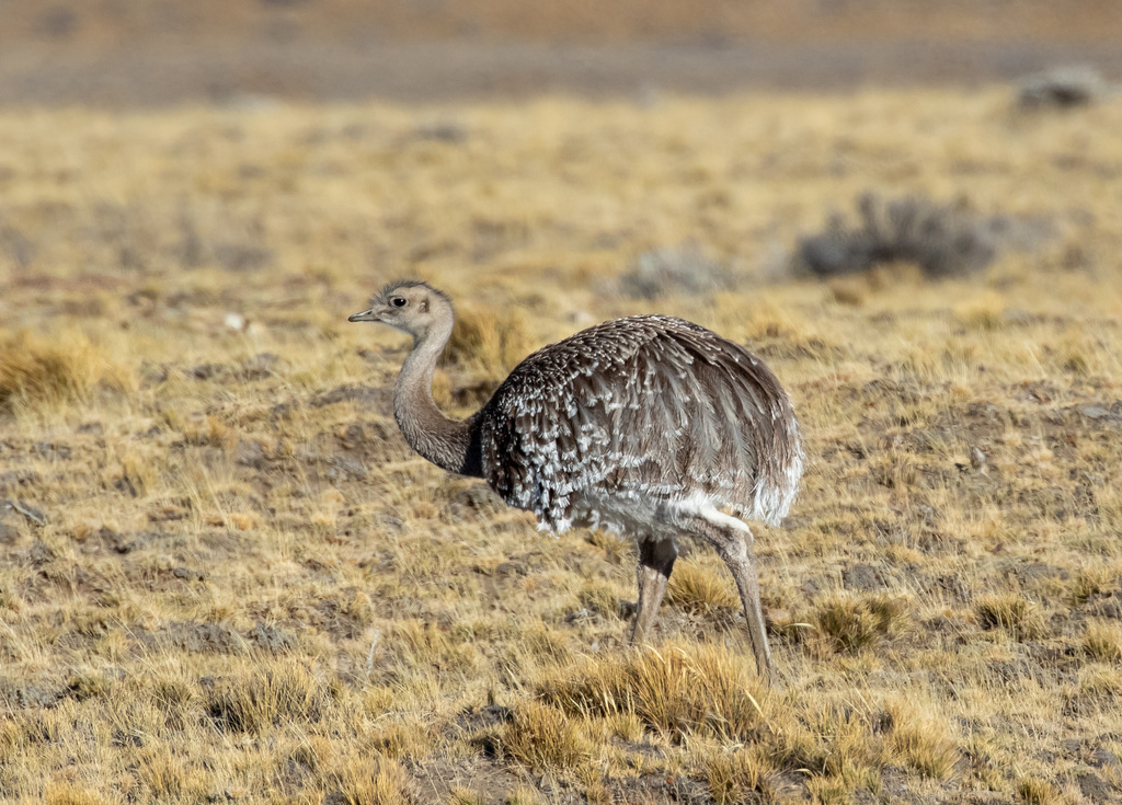 Lesser Rhea in April 2023 by Sebastián Lescano · iNaturalist