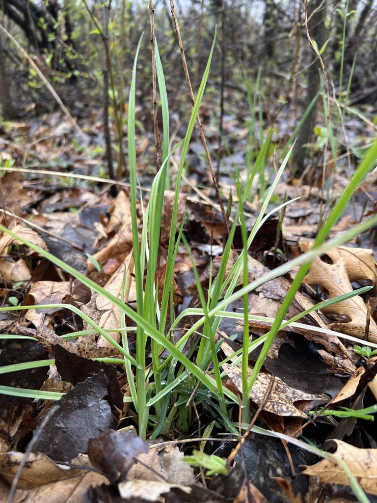 tussock sedge from Tallgrass Prairie Heritage Park, Windsor, ON, CA on ...