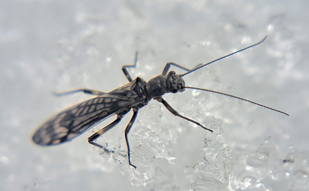 Common Forestfly from Whitehorse, YT, Canada on April 28, 2023 at 12:48 ...