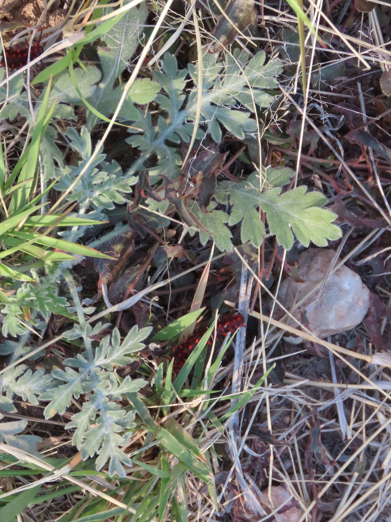 Pipevine Swallowtail from Cochise County, AZ, USA on April 28, 2023 at ...