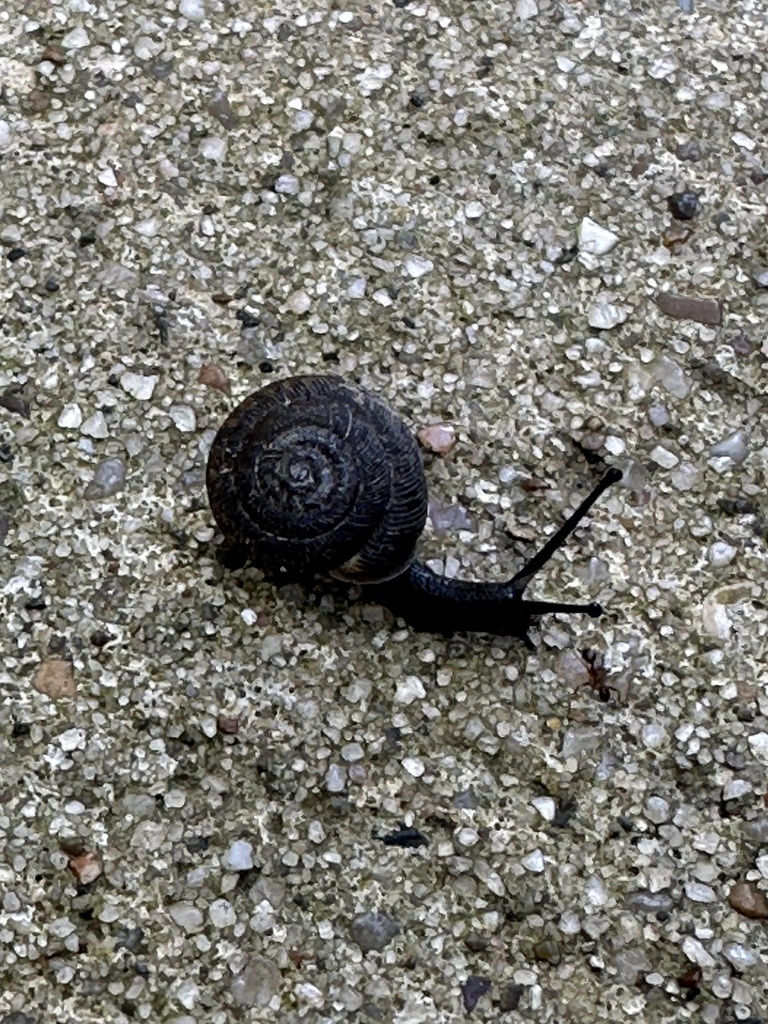 Polygyrid Snails from Shady Woods Trail, Montgomery, TX, US on April 28 ...