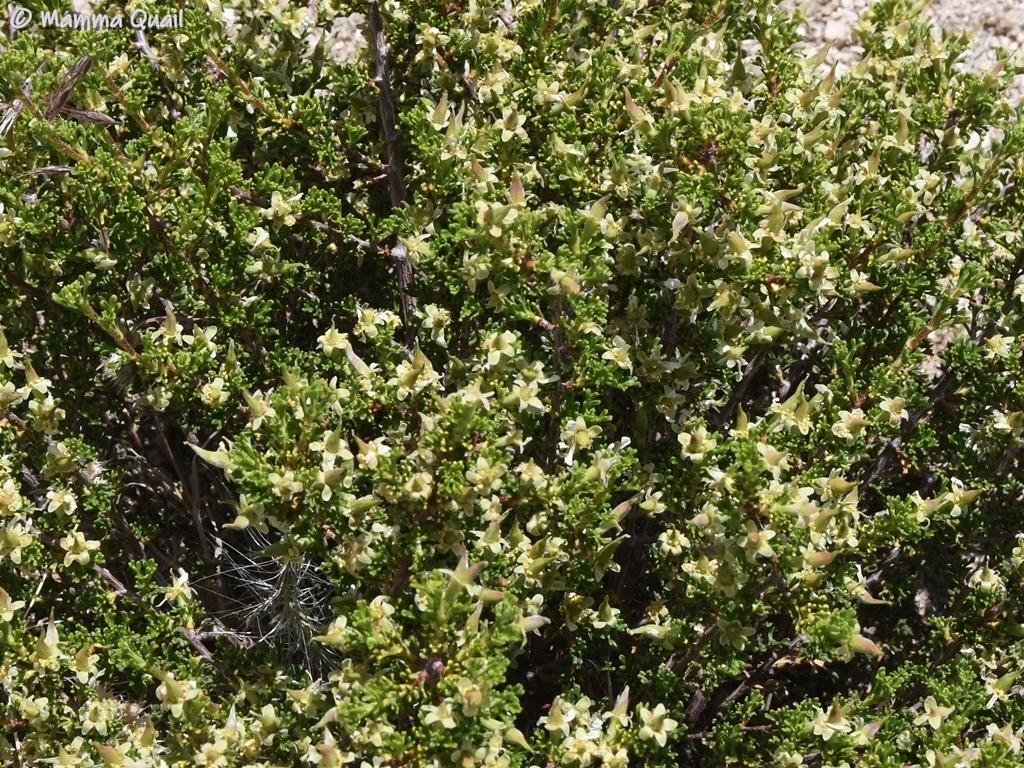 desert bitterbrush from Inyo County, CA, USA on May 18, 2018 at 12:10 ...
