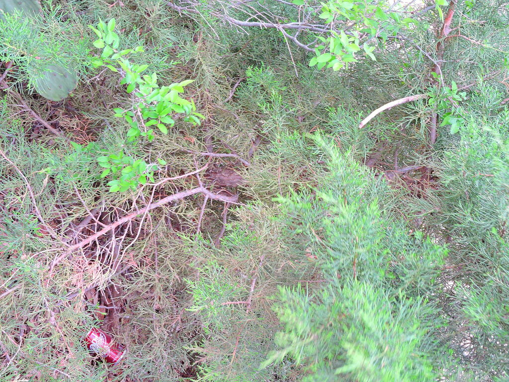 redberry juniper from Dunbar-Manhattan Heights, Lubbock, TX, USA on ...
