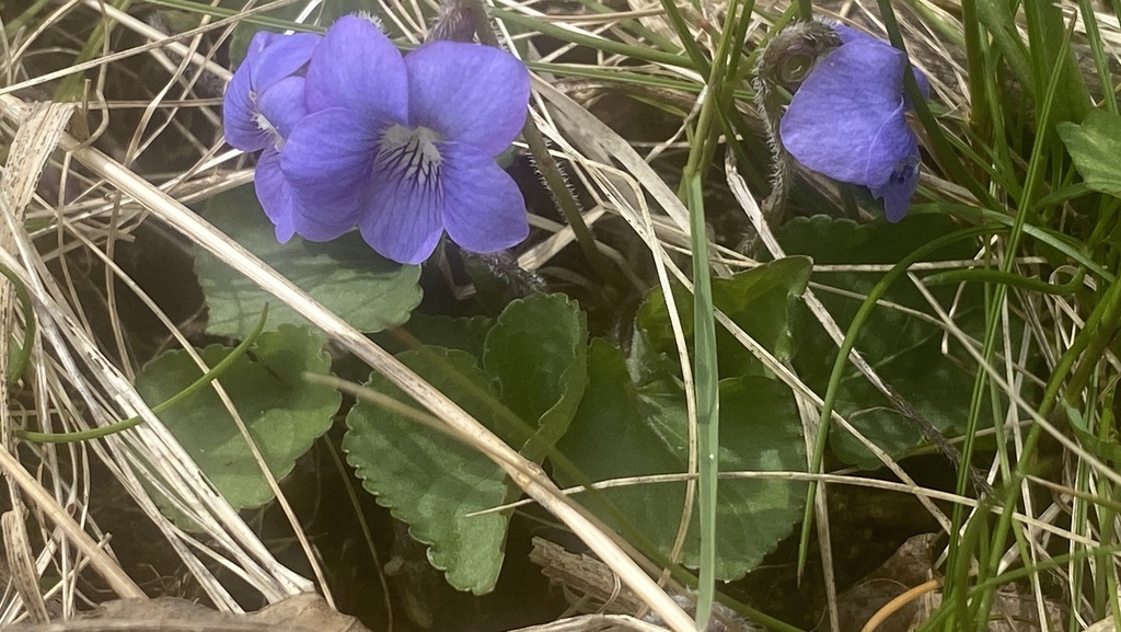 common blue violet from Portage, WI, US on April 28, 2023 at 02:41 PM ...
