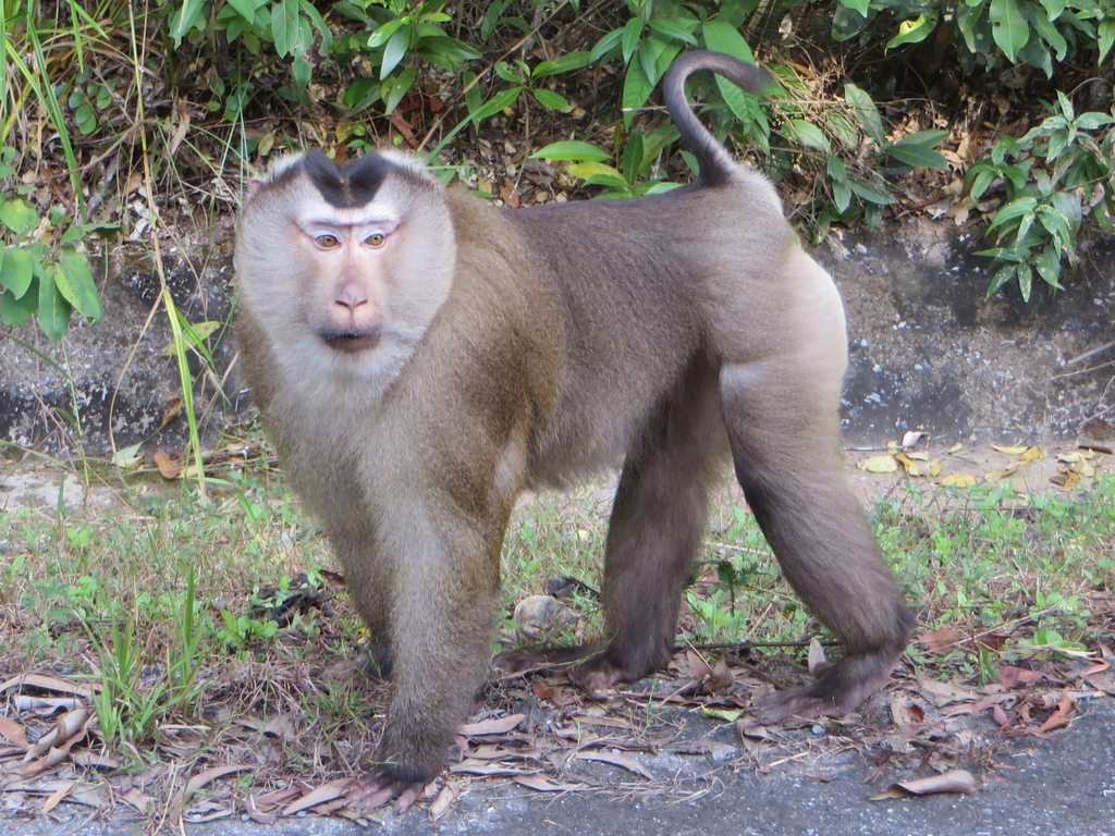 Macaques (Macaca) - Know Your Mammals