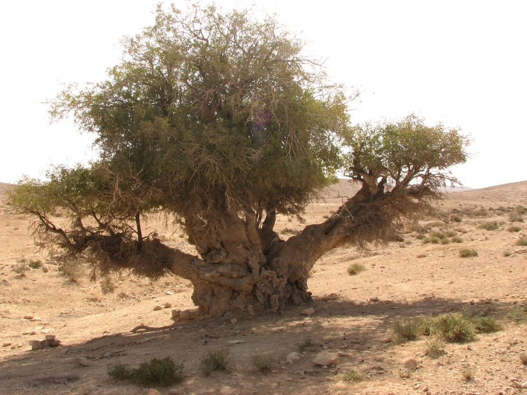 Mount Atlas mastic tree from רמת הנגב, ישראל on November 02, 2007 at 09 ...