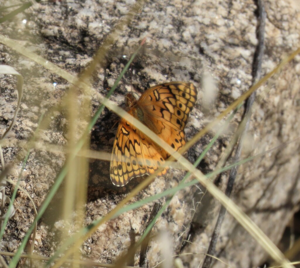 Variegated Fritillary from Cochise County, AZ, USA on April 28, 2023 at ...