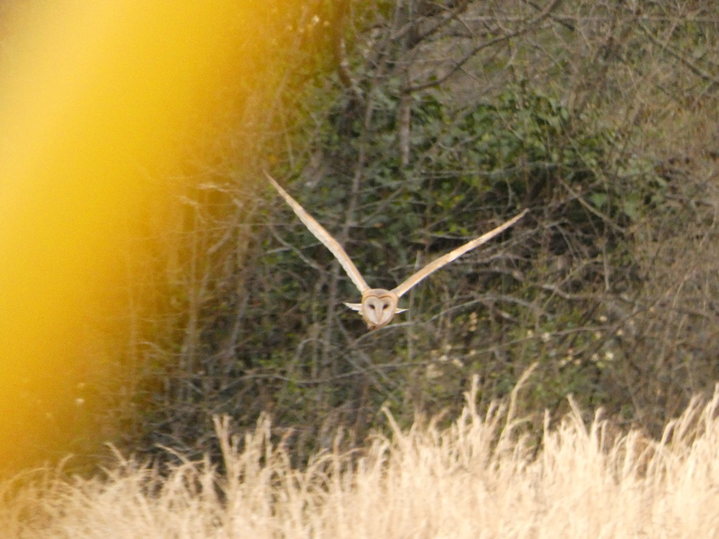 Barn Owl from 500 S Columbia Dr, Decatur, GA 30030, USA on March 06 ...