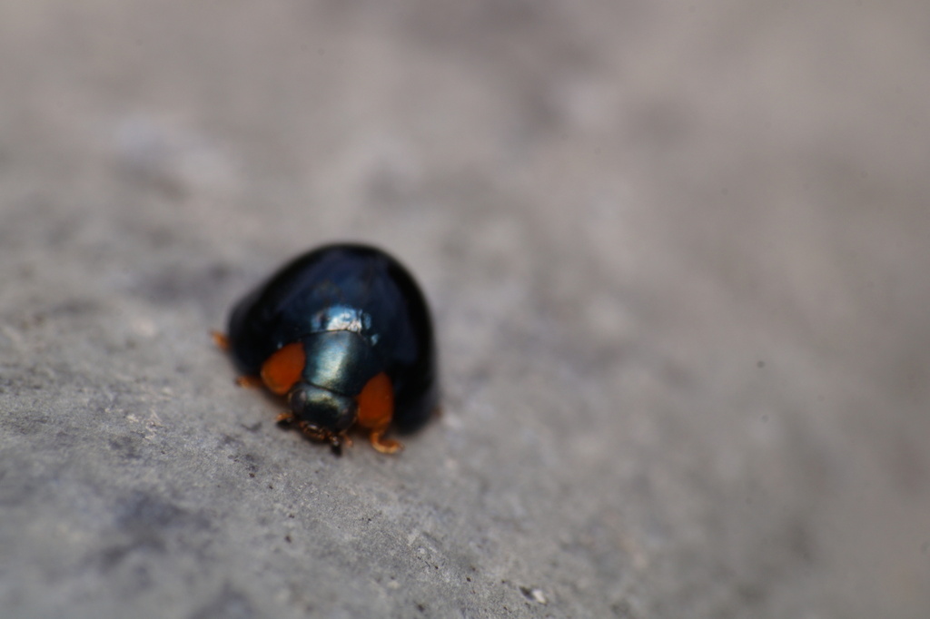Metallic Blue Lady Beetle in April 2023 by Lucas Garriga · iNaturalist